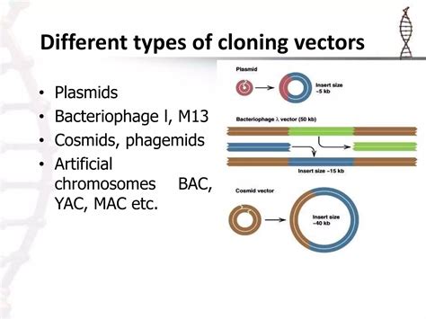 Introduction To DNA Cloning PPTX Biotech And Biomedical Industry Industries