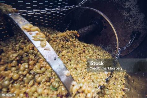 주스가 뒤에 피부와 씨앗을 떠나 누르면 됩니다 와인 프레스에 녹색 포도 발효에 대한 스톡 사진 및 기타 이미지 발효 포도 가을 Istock