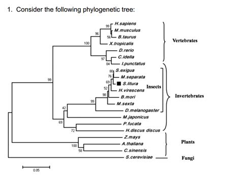 Solved Consider The Following Phylogenetic Tree A Is This