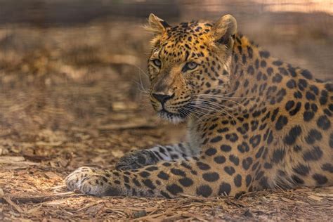 Persian Leopard
