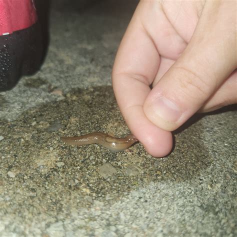 Love Me A Slug On Tumblr