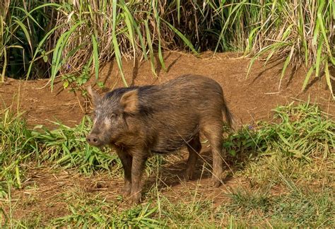 Everyday Hawaii Animals Homeyhawaii