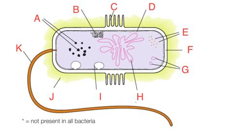 Bacteria And Viruses Diagram Quizlet