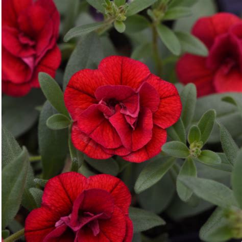 Calibrachoa Hybrida Minifamous Neo Double Red Lucas Greenhouses