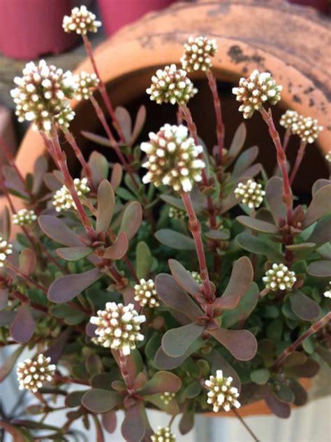 Crassula Tecta Lizard Skin Crassula Artofit