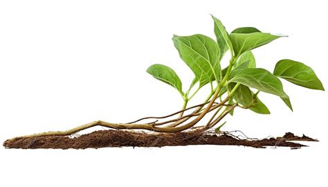 Premium Ai Image Isolated Side View Leaf Stem And Root