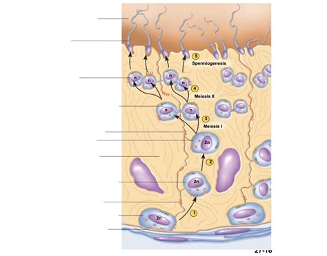 Spermatogenesis Adalah