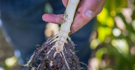 Scout For Corn Rootworm Larvae