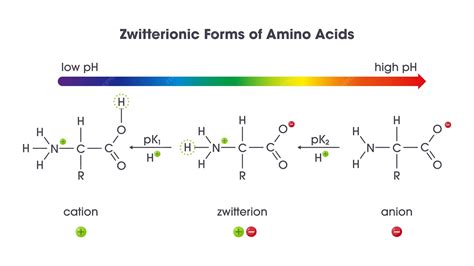 Zwitterionic Form Of Amino Acid