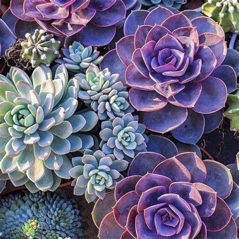 Purple Succulents A Stunning Variety Of Cool Plants