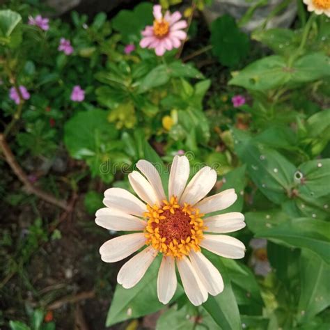 Twilight Flowers Flower Enjoy Stock Image Image Of Field Blossom 210573421