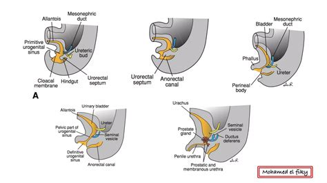 Development Of Urinary System Pdf