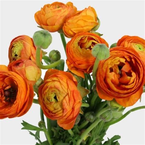 Cremon Mum Bronze Wholesale Blooms By The Box