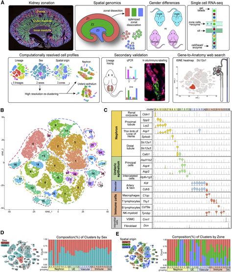 Single Cell Profiling Reveals Sex Lineage And Regional Diversity In