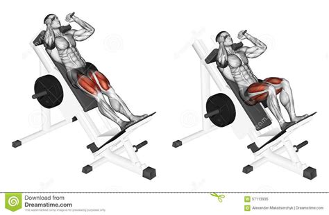 √ Barbell Reverse Hack Squat