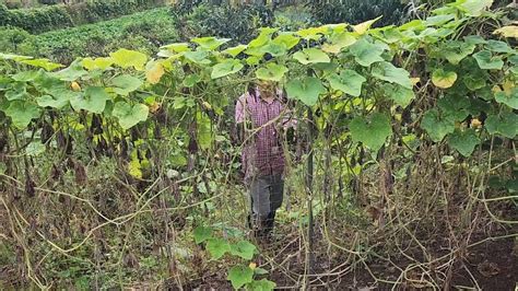 시골할머니집 가을농사 수확 Youtube