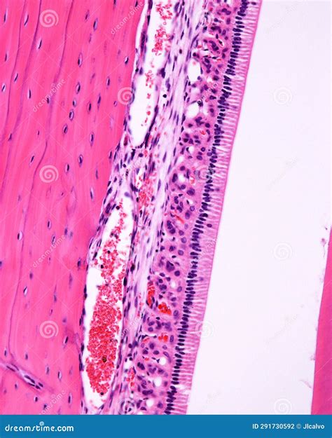 Osteocyte Osteocytes Bone Cell Royalty Free Stock Image 24741490