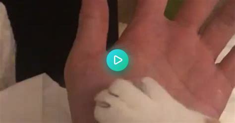 My Dude Cheeto Is A Copycat Album On Imgur