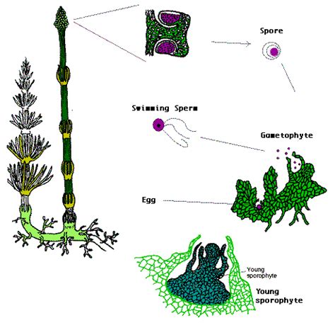 Lycophyte Life Cycle