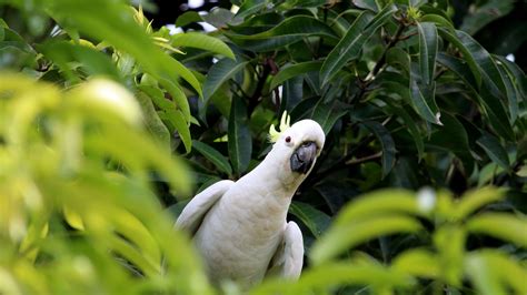 White Cockatoo Parrot Bird Green Leaves Tree Branches Background 4k Hd