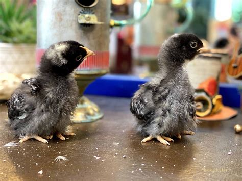 Mini Melba Legendary Acres Hobby Farm