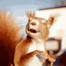 Funny Squirrel S Tenor
