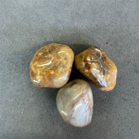 Coprolite Tumbled The Crystal People