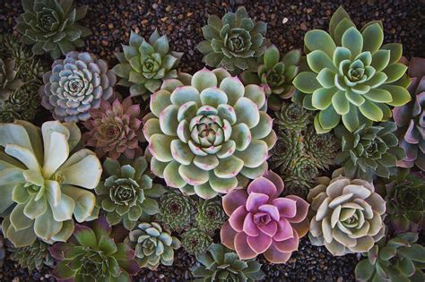 Plantas Suculentas De Interior El Toque Verde Que Necesita Tu Casa Si No Sabes De Jardinería