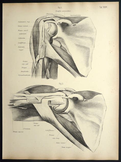 1879 Antique Lithograph Of Human Anatomy Physiotherapy Arm And