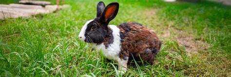 Pododermatite Chez Le Lapin Symptômes Prévention Et Traitement