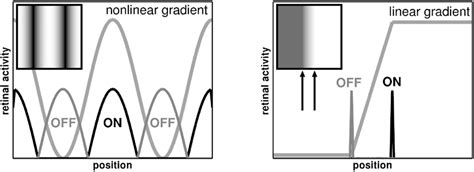 Two Types Of Luminance Gradients A A Sine Wave Grating Is An Example