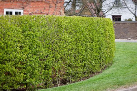 Shrubs For Screening Privacy At Joseph Dudgeon Blog