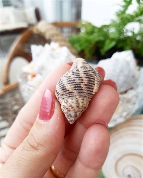 Quando A Filha Cata As Conchinhas 🐚 E A Mãe Trata De Arrumar Algo Para Fazer Com Elas 😁😅😍