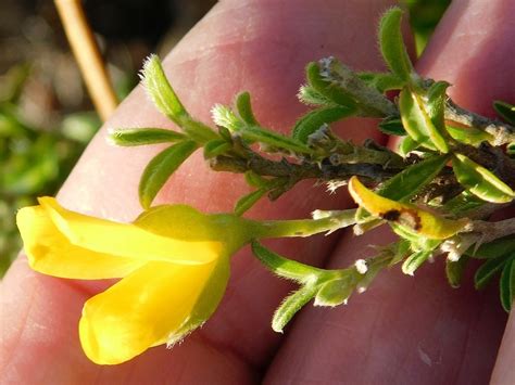 Fat Silverpod From Greyton Commonage 7233 South Africa On March 28