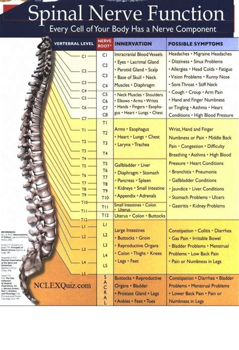 Thoracic Spine Nerves And Functions Irmt