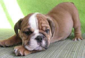 A Complete Guide To The Miniature English Bulldog
