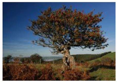 What Is A Tree Preservation Order Srewang