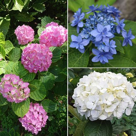 Hydrangea Spring Collection 2 Garden Express
