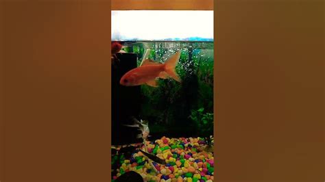 My Gold Fish Ek Bade Ek Choti Rh Gaye Kya Karu Guys Btao Comment Me