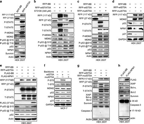 P Stat5 Regulates P53mdm2 Functions And Cell Survival Through Npm1