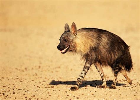 22 Brown Hyena Facts Habitat Diet Strandwolf Size Storyteller Travel