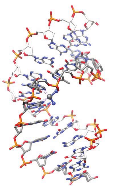 Fig 6 Structure Of Dna Cisplatin Complex Showing The Kink Caused In