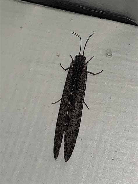 Polystoechotes Punctata Fabricius 1793