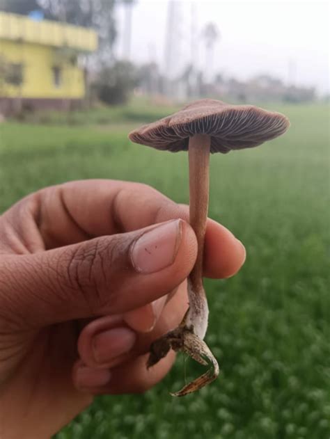 Pan Cinctulus R Shroomid