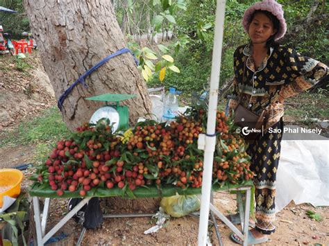 Wild Fruits Hold Lifeline For Single Mothers Cambodianess