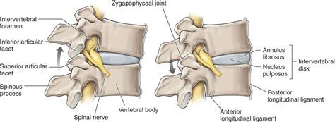 Vertebral Column Musculoskeletal Key