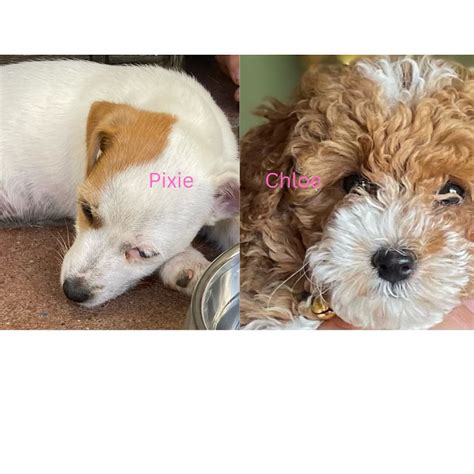 The Cutest Fluff Ballspixie And Chloe Youtube