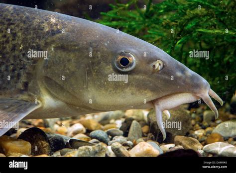 Barbel barbus barbus portrait hi-res stock photography and images - Alamy