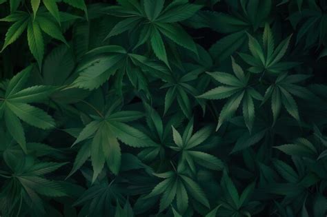 Vibrant Pot Leaf Pattern Natural And Botanical Concept Premium Ai Generated Image