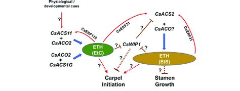 3 An Interaction Model Of The Major Genes In Cucumber Sex Download Scientific Diagram
